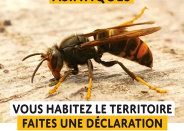Destruction de nid de frelons asiatiques avec la CCPMF - Mairie Le Pin