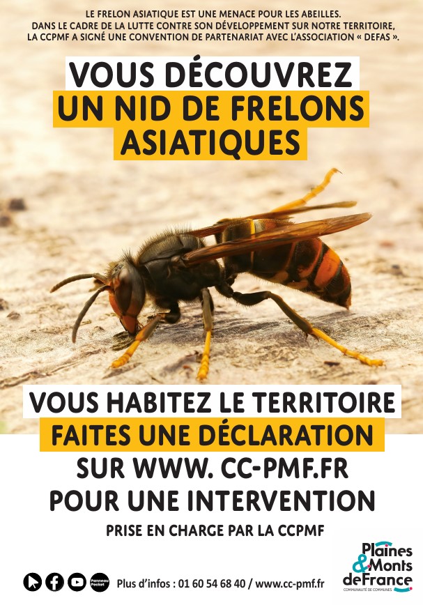 Destruction de nid de frelons asiatiques avec la CCPMF - Mairie Le Pin